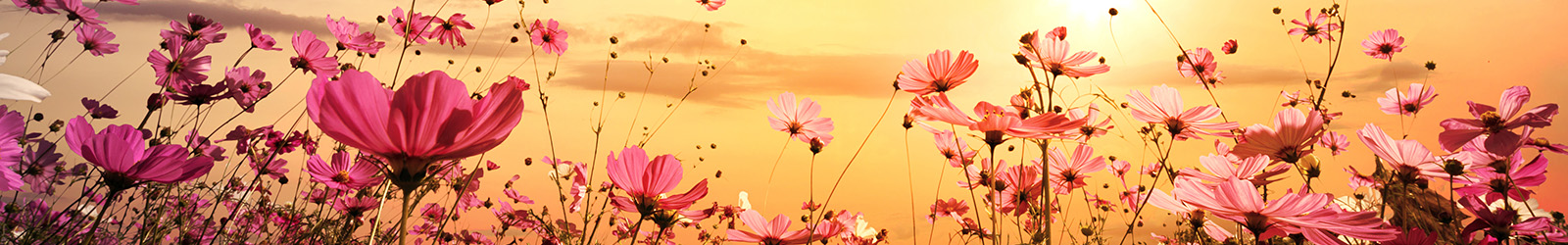 Experience - Tess Moore